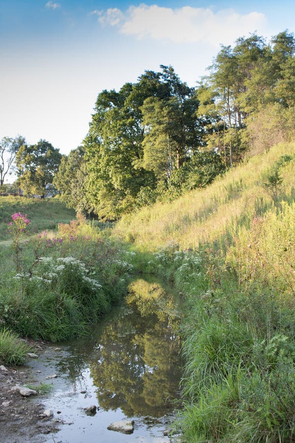 Creek with Reflected Trees and Wild Flowers Stock Photo - Image of ...