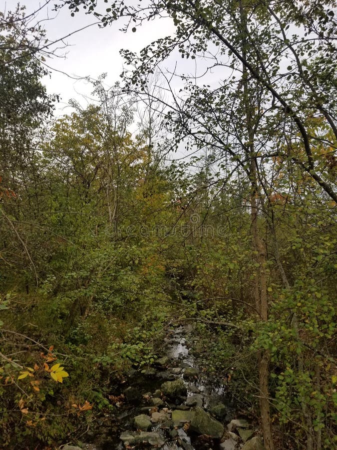 Creek River Fall stock photo. Image of green, wildlife - 233555936