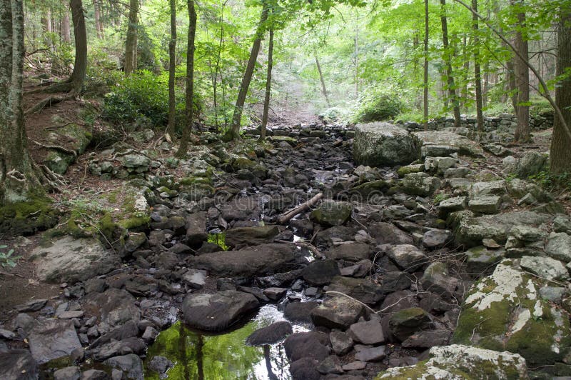 Creek in a Rocky Area in the Forest Stock Photo - Image of trunk ...