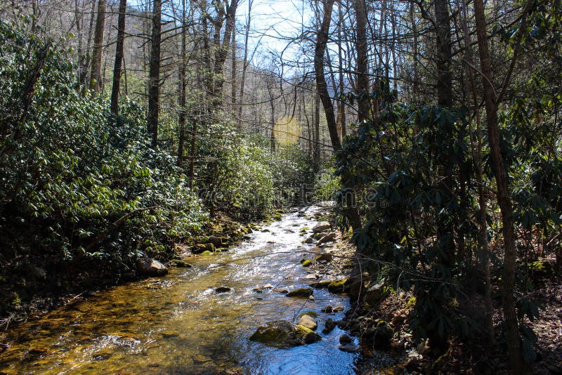 Creek Running Down the Middle of the Trees Stock Photo - Image of trees ...
