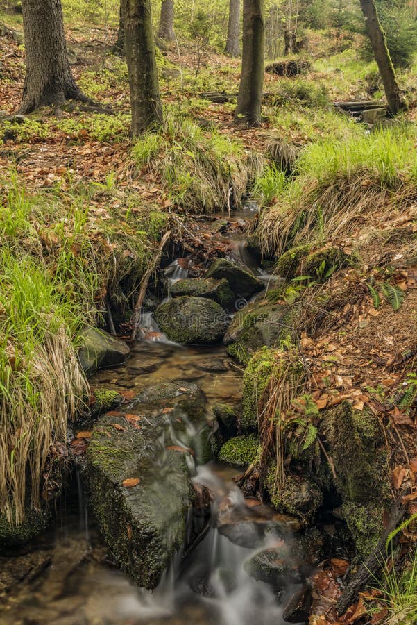 Creek in Spring Color Forest in North Bohemia Stock Photo - Image of ...
