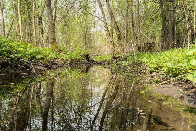 The Creek in the Spring Forest, Nature Abstraction Background Stock ...