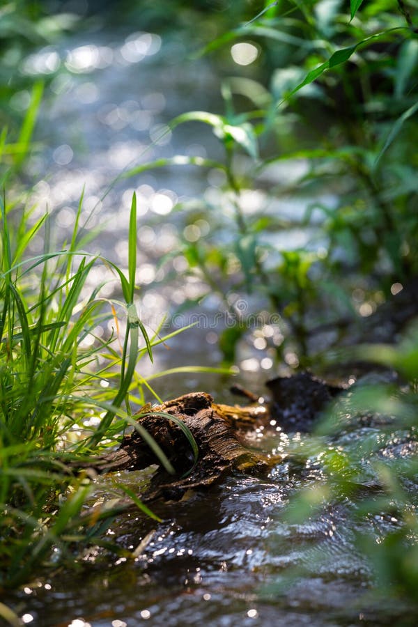 Creek in a spring forest stock image. Image of clean - 100920837