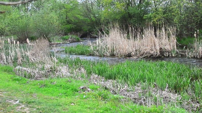 Creek stock video. Video of flows, rocks, flora, splash - 65433131