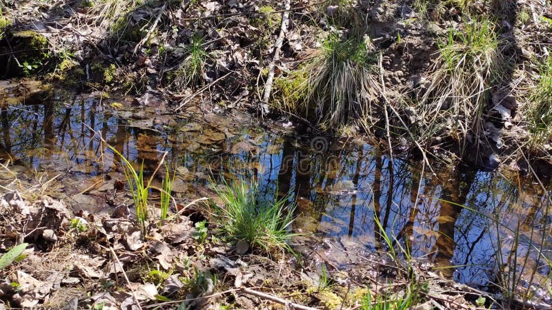 Creek with Transparent Water in Spring Forest. Stock Footage - Video of ...