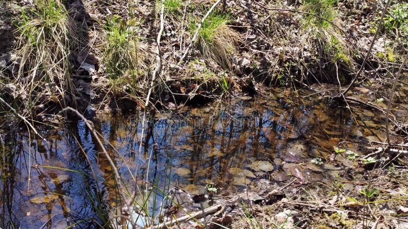 Creek with Transparent Water in Spring Forest. Stock Footage - Video of ...