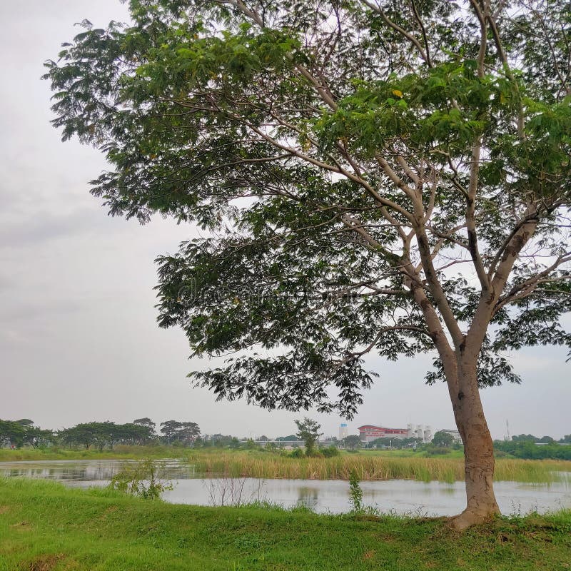 Creek and tree stock image. Image of creek, tree, branch - 272545989