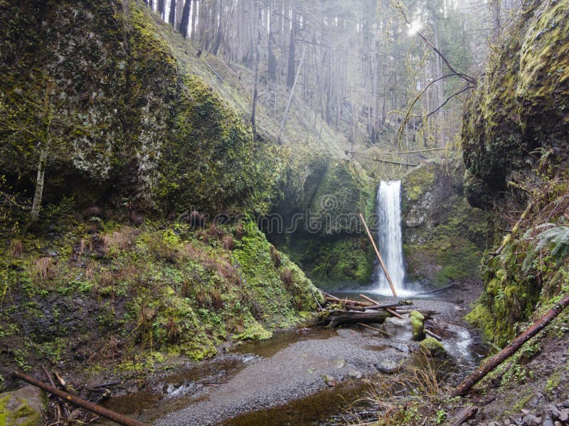 Creek and Waterfall Flows through Forest in Oregon Stock Image - Image ...