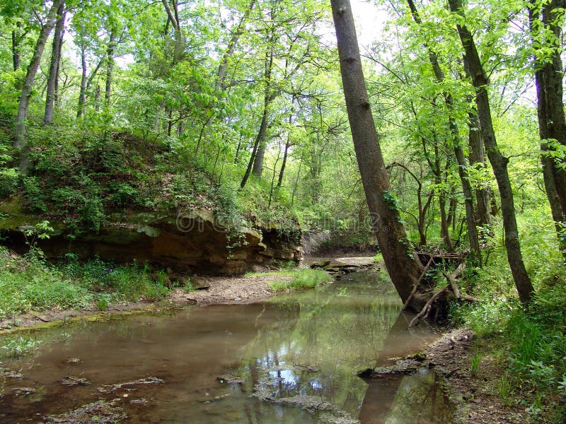Creek in the woods stock photo. Image of limestone, saplings - 24747504