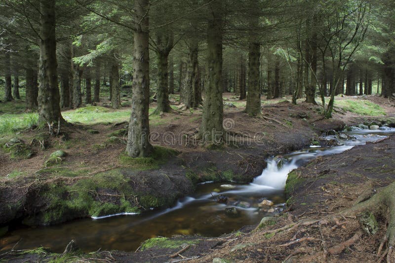 Creek in the woods stock photo. Image of firtree, grass - 35534982