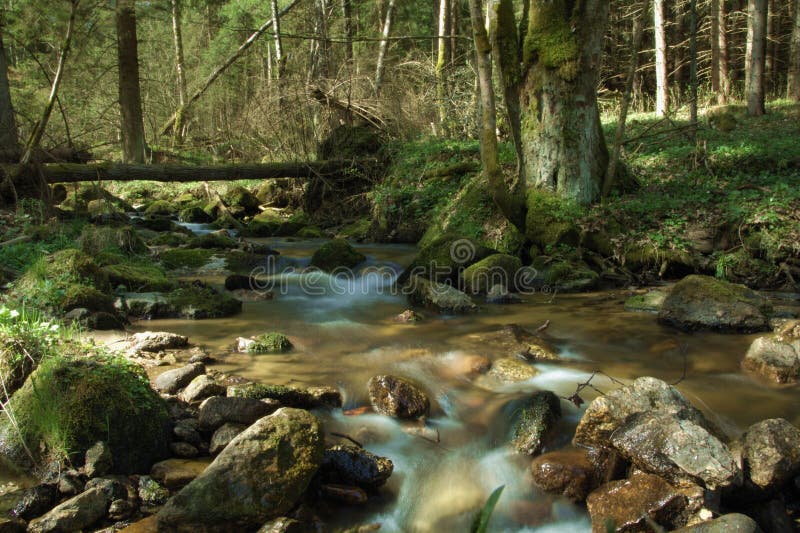 Creek in the Woods. Small Wild River. Stock Photo - Image of drinkable ...