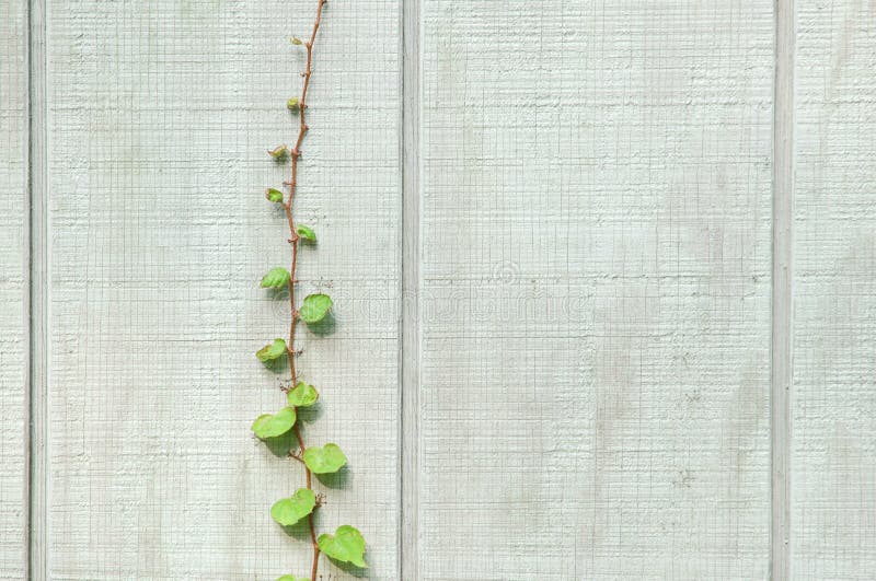 Creep stock photo. Image of wood, vegetation, leaves, wall - 258088