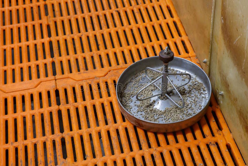 Creep-feed for piglet stock image. Image of small, feed - 59629885