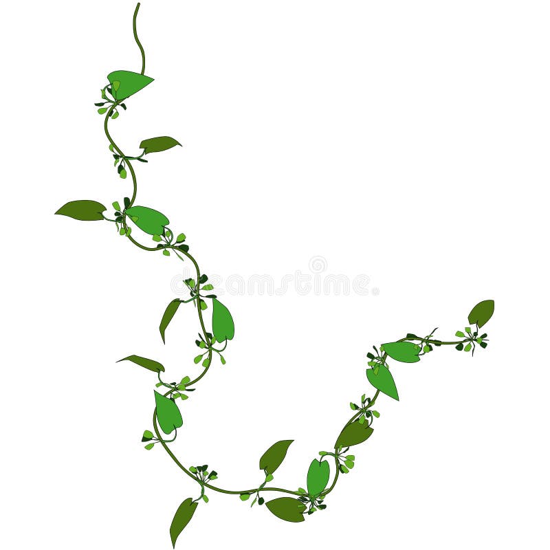 Creeper 3 stock vector. Illustration of botany, nature - 2522503