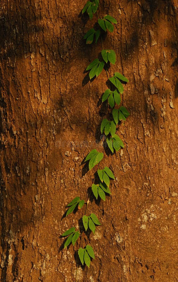 Creeper stock image. Image of tree, plant, nature, botany - 7101187