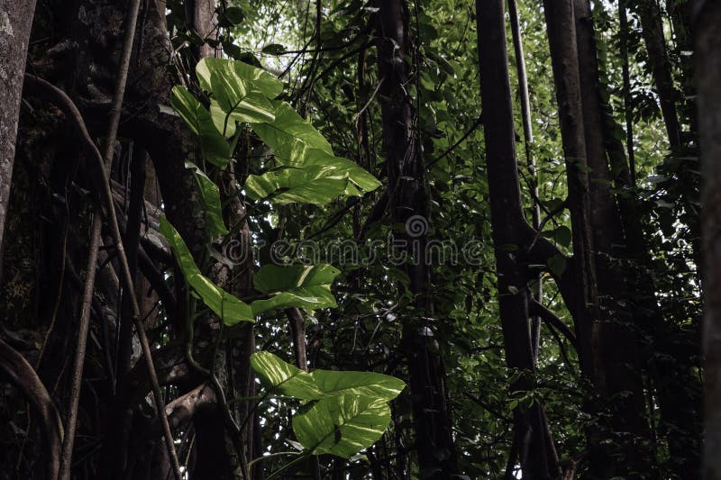 A Creeper Along the Trunk of a Huge Tree in the Jungle Stock Photo ...