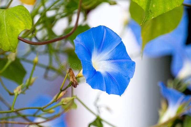 Creeper with Blue Bindweed Flower Stock Photo - Image of wildflower ...