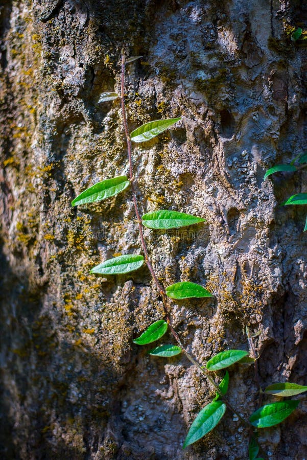 Creeper Catches on the Surface of the Tree Trunk Stock Photo - Image of ...