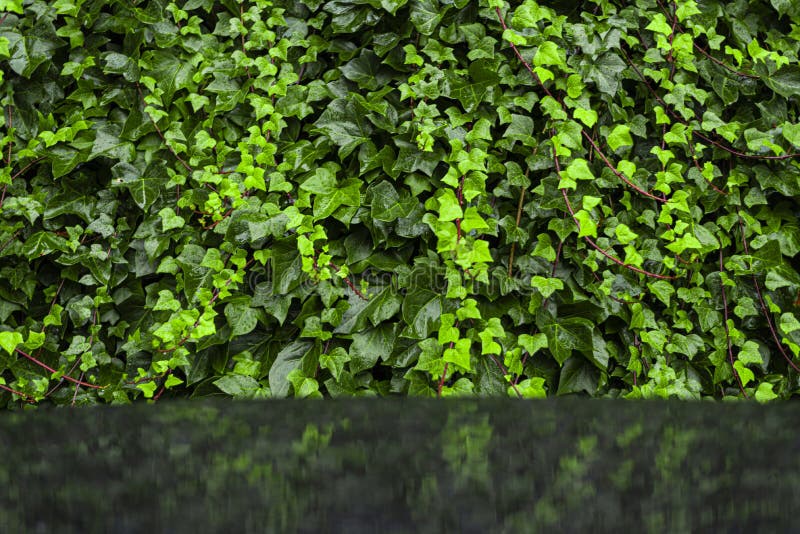 Creeper Falling Wall, Wall Full of Creepers with a Black Reflective ...