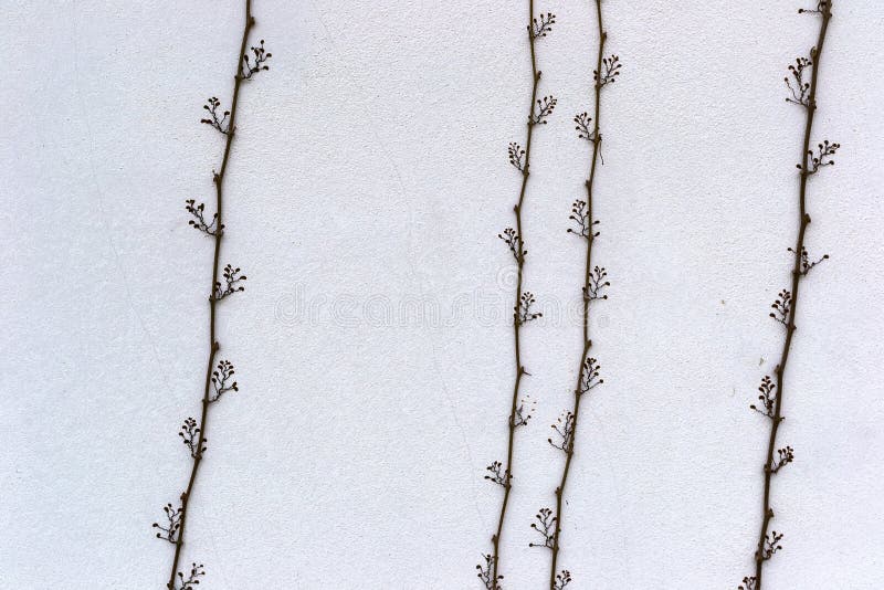 Creeper stock image. Image of lush, moving, nature, pattern - 51125823