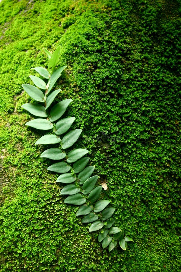 Creeper plant stock photo. Image of climb, creeper, environment - 18388880