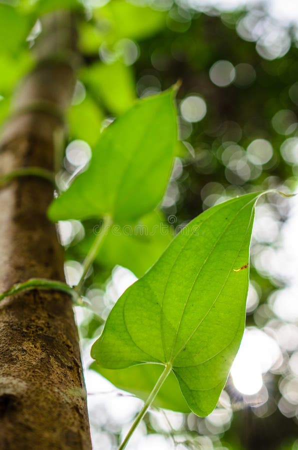 Creeper Plant Growing Around Tree Stock Photo - Image of copy, moss ...
