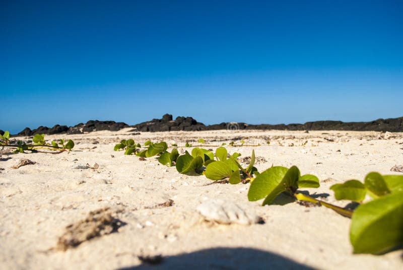 Palmar Mauritius Stock Photos - Free & Royalty-Free Stock Photos from ...