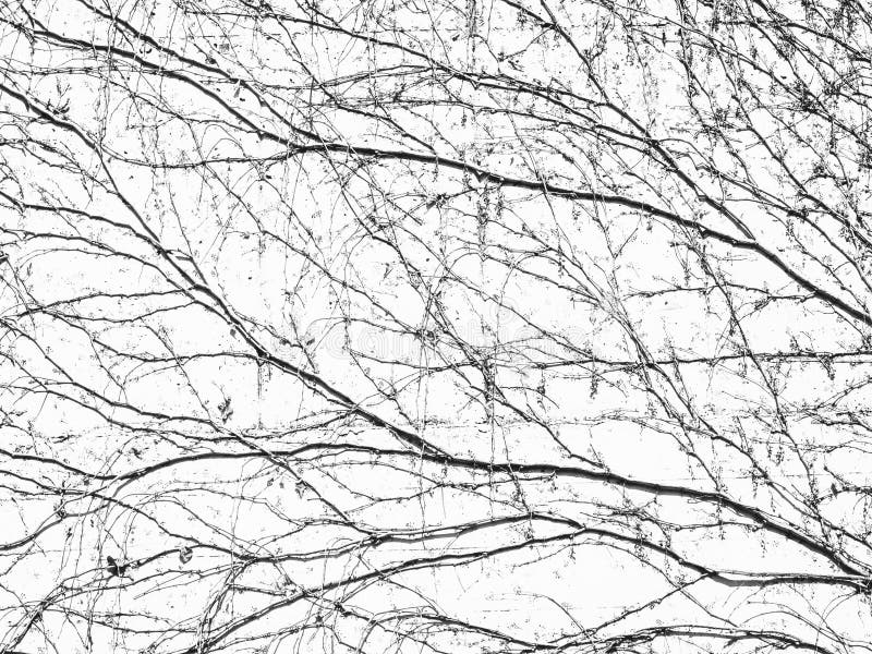 Creeper plant stock photo. Image of fade, branch, coverage - 50512350