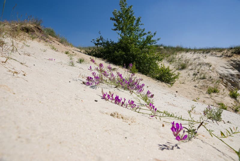 Creeper on the sand stock photo. Image of tufted, sand - 15389208