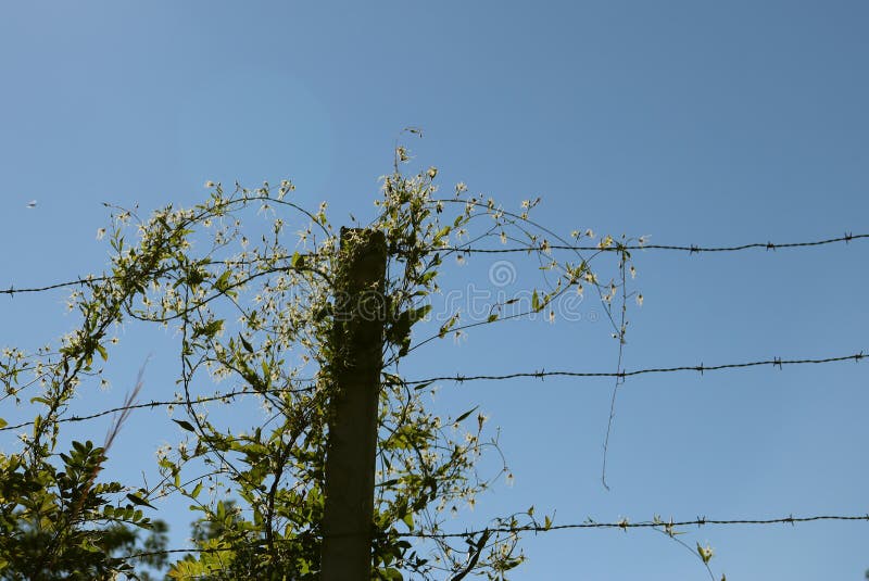 Creeper on blue background stock image. Image of creeper - 213287215