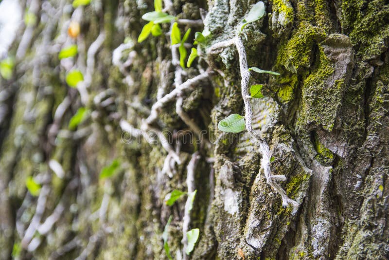 Creeper on the tree stock photo. Image of macro, green - 209540156