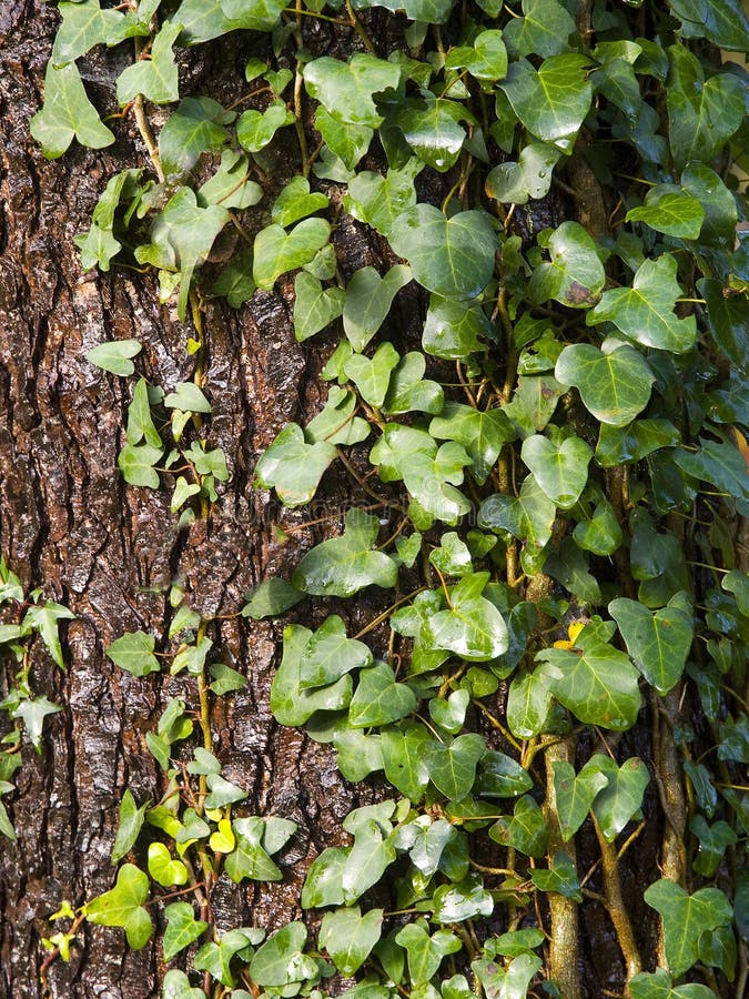 Creeper in a tree stock image. Image of beautiful, leaves - 28192619