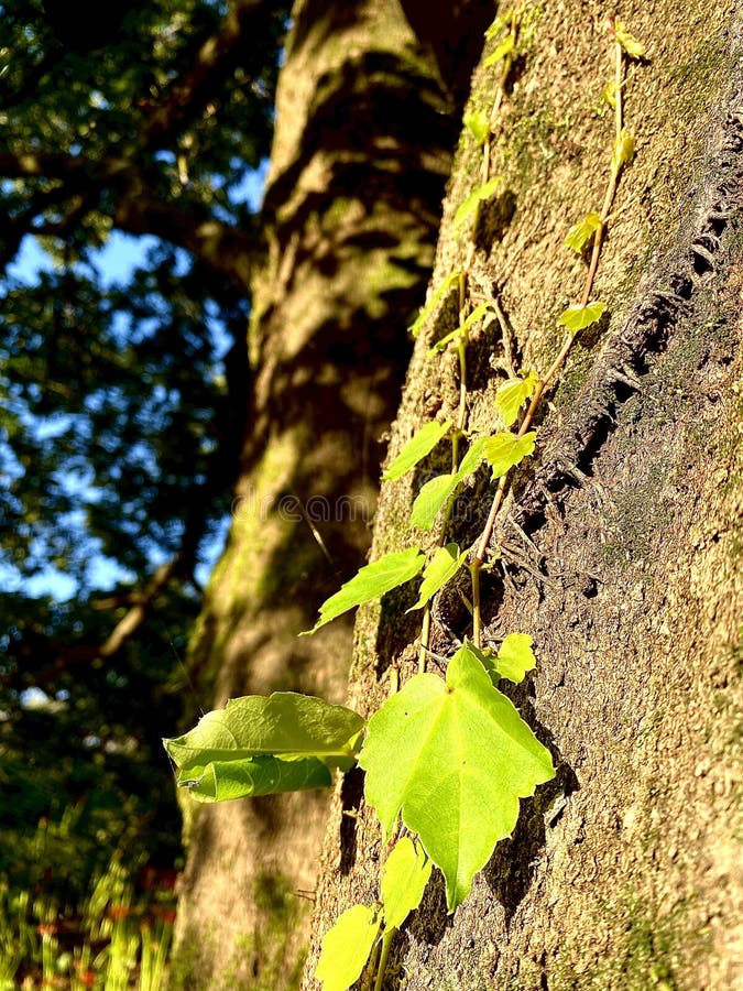 Leaves stock image. Image of leaves, evening, creeper - 159446507
