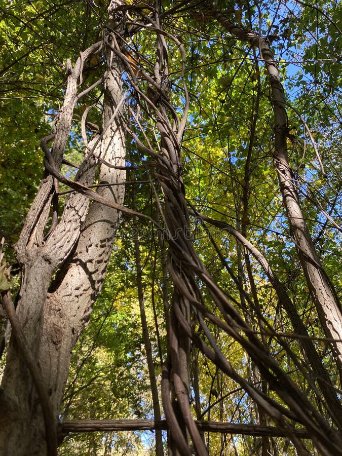Creeper on a Trees in the Forest Stock Image - Image of leaf, plant ...
