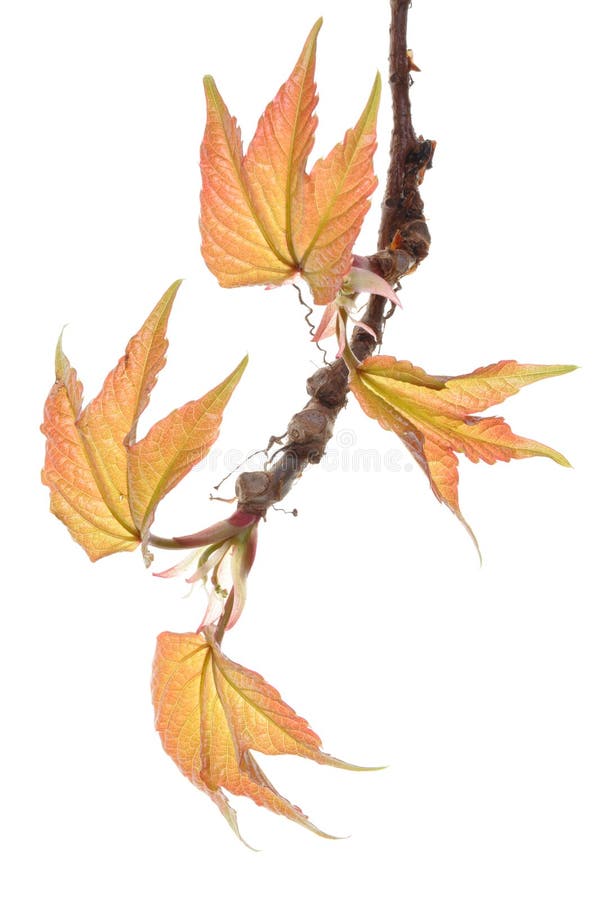 Creeper vine twig stock photo. Image of fresh, layer - 40124998
