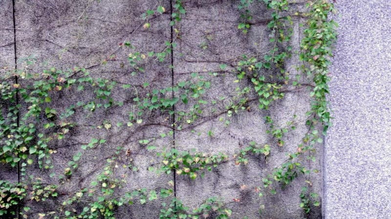 A Creeper Vine on a Wall with Some Dangling Vines Blowing in the Wind ...