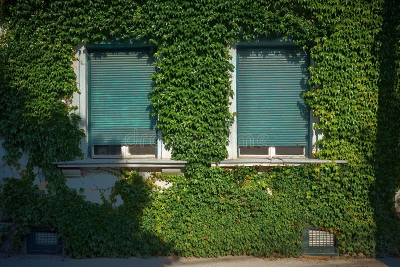 A Creeper on the Wall of the House Stock Photo - Image of green, tree ...