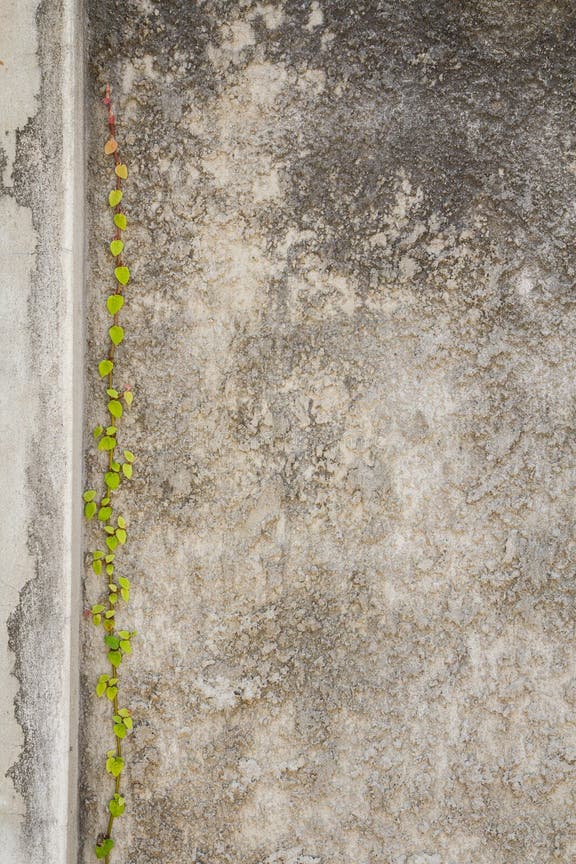 Creeper on the wall stock photo. Image of texture, background - 51544010