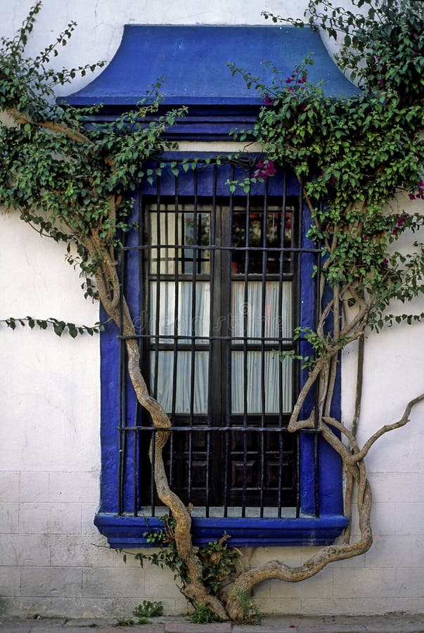 Creeper and window stock photo. Image of facade, foliage - 19934244