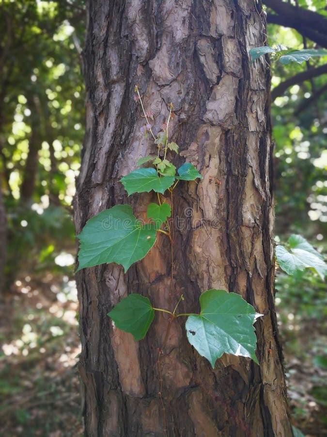 Creepers stock image. Image of boston, branch, deciduous - 91571027