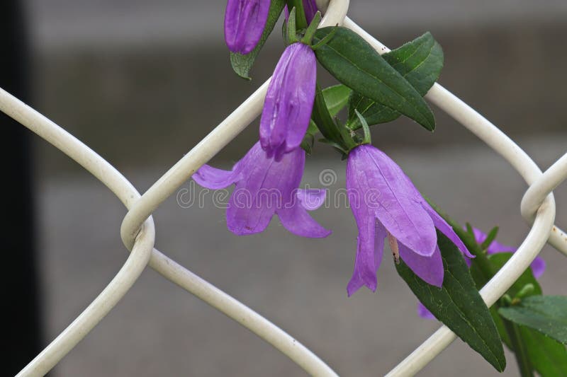 Creeping Bellflower and Invasive Weed on a Fence Stock Image - Image of ...