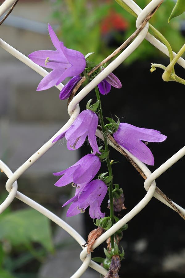 Creeping Bellflower and Invasive Weed on a Fence Stock Photo - Image of ...