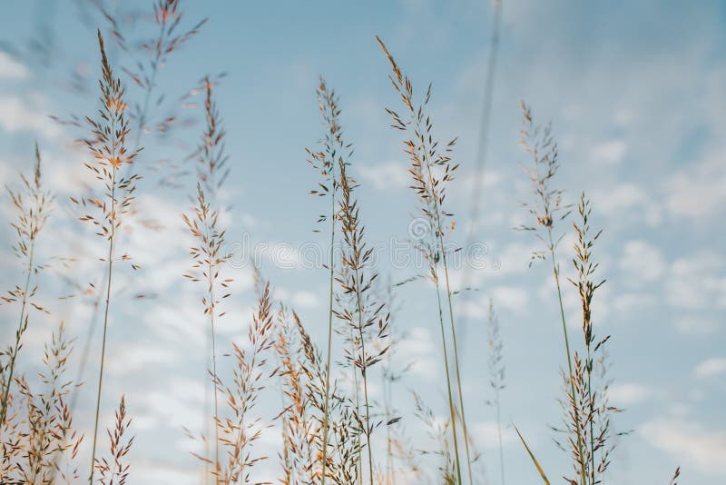 Creeping Bentgrass (Agrostis Stolonifera) Against the Beautiful Sky ...
