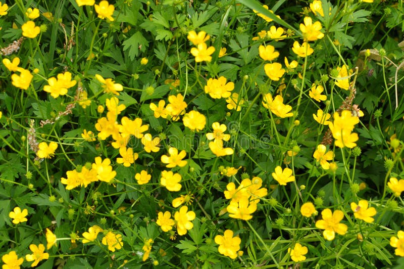 Creeping Buttercup (Ranunculus Repens) Grows in Nature Stock Image ...
