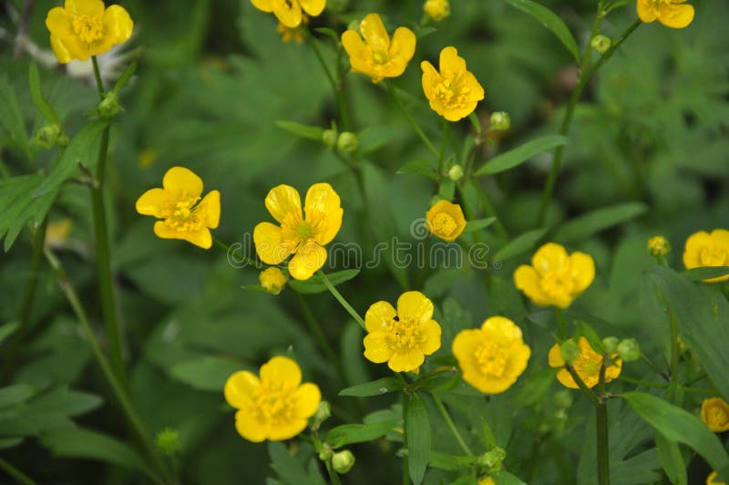 Creeping Buttercup (Ranunculus Repens) Grows in Nature Stock Photo ...