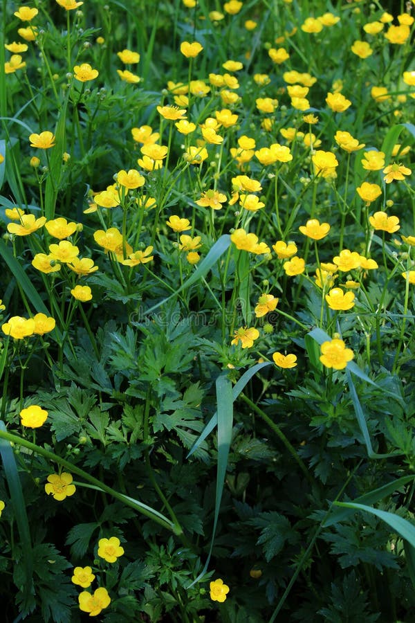 Creeping Buttercup (Ranunculus Repens) Grows in Nature Stock Photo ...