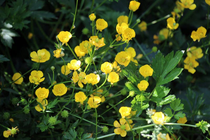 Creeping Buttercup (Ranunculus Repens) Grows in Nature Stock Image ...