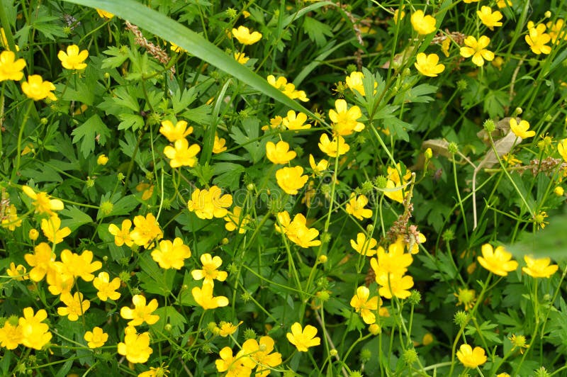 Creeping Buttercup (Ranunculus Repens) Grows in Nature Stock Image ...