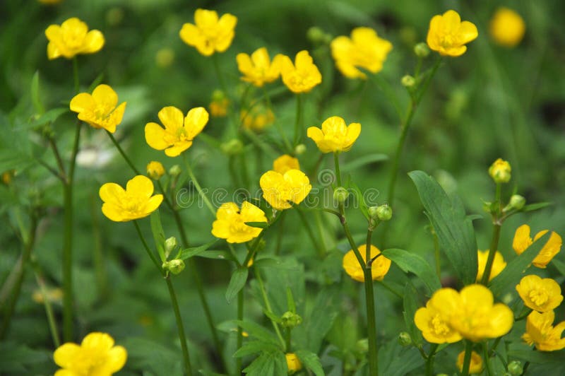 Creeping Buttercup (Ranunculus Repens) Grows in Nature Stock Photo ...
