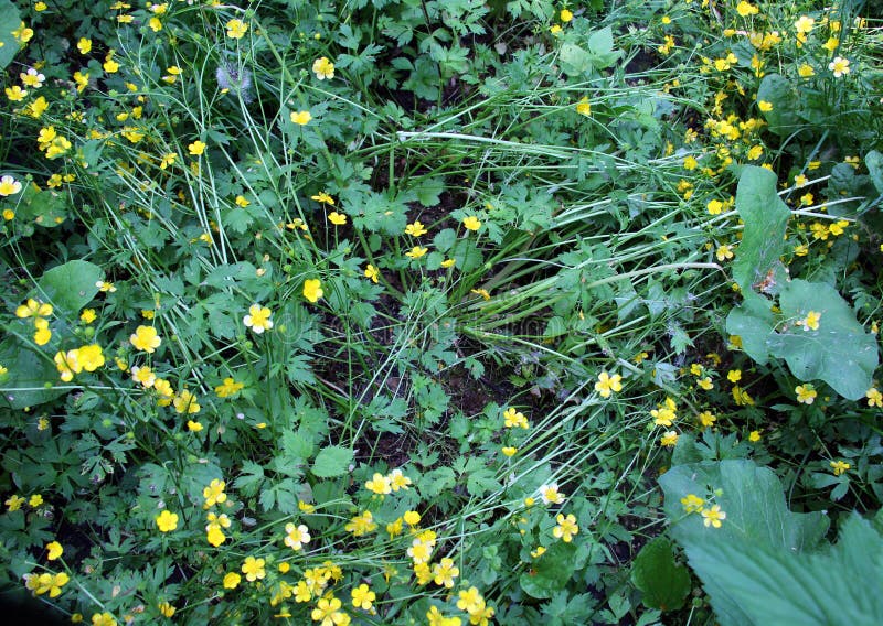 Creeping Buttercup (Ranunculus Repens) Grows in Nature Stock Photo ...
